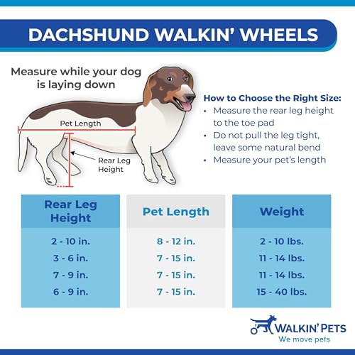 Dachshund Wheelchair - for Small Dogs 2-30+ Pounds - Veterinarian Approved - Dog Wheelchair for Back Legs
