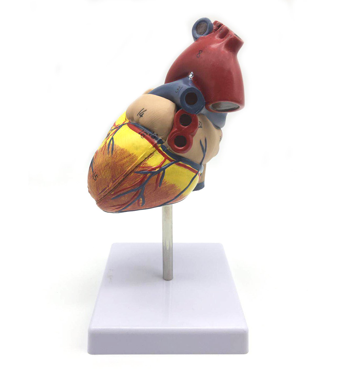 XINDAM 1: 1 Human Heart Model, Anatomically Accurate Heart Model Life Size Human Skeleton Anatomy for Science Classroom Study Display Teaching Medical Model