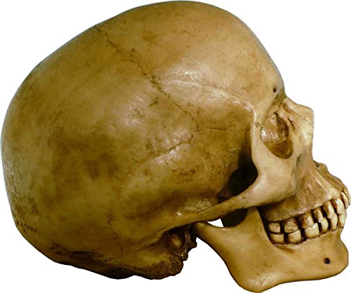 Nose Desserts Life Size Model Human Skull Replica Aged Earth-Brown Relic - Medical Anatomy Reproduction Brand