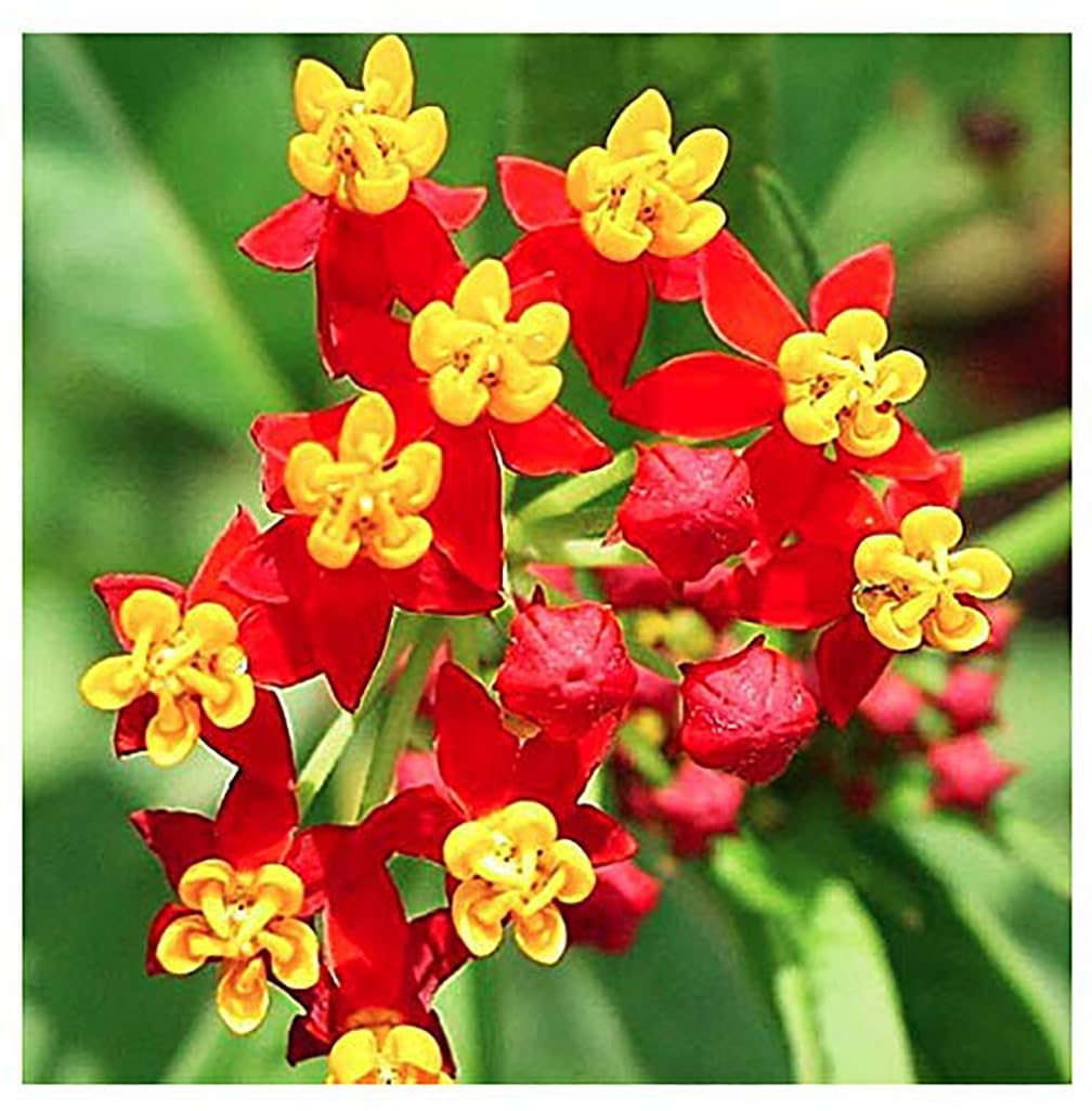 Blood Flower Milkweed Seeds - Food and Host Plant for Monarch ButterfliesâŚ