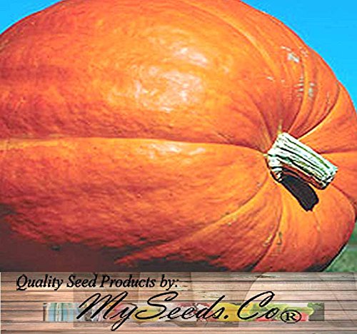Big Pack (80-90+) Dill Atlantic Giant, Casper White, Cinderella Rouge VIF D'Etampes, & Jarrahdale Blue Pumpkin Seeds - Non-GMO Seeds by MySeeds.Co (Big Pack - Pumpkin Mix II)