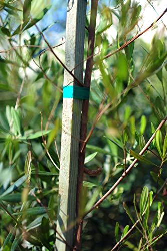 Bond Manufacturing Co 94006 4ft x 3/4in Packaged Hardwood Stakes, 0.75" x 0.75" x 4', Natural
