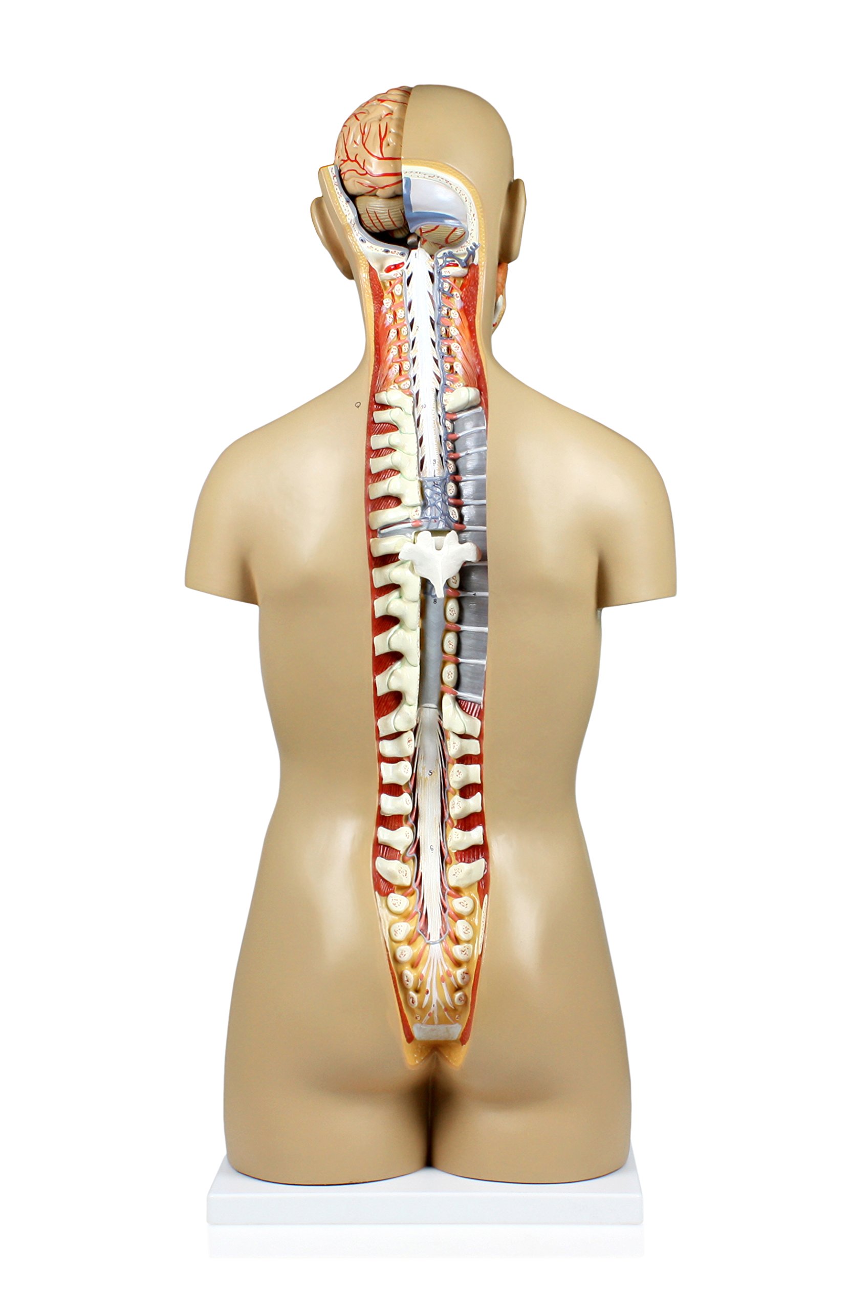 Vision Scientific VAT107-DC 17 Parts Sexless Human Torso | Open Back Exposes Muscular Layers, Vertebral Volume, Nerve Branches |Neck Dissected Shows Muscular, Neural, Vascular and Glandular Structure