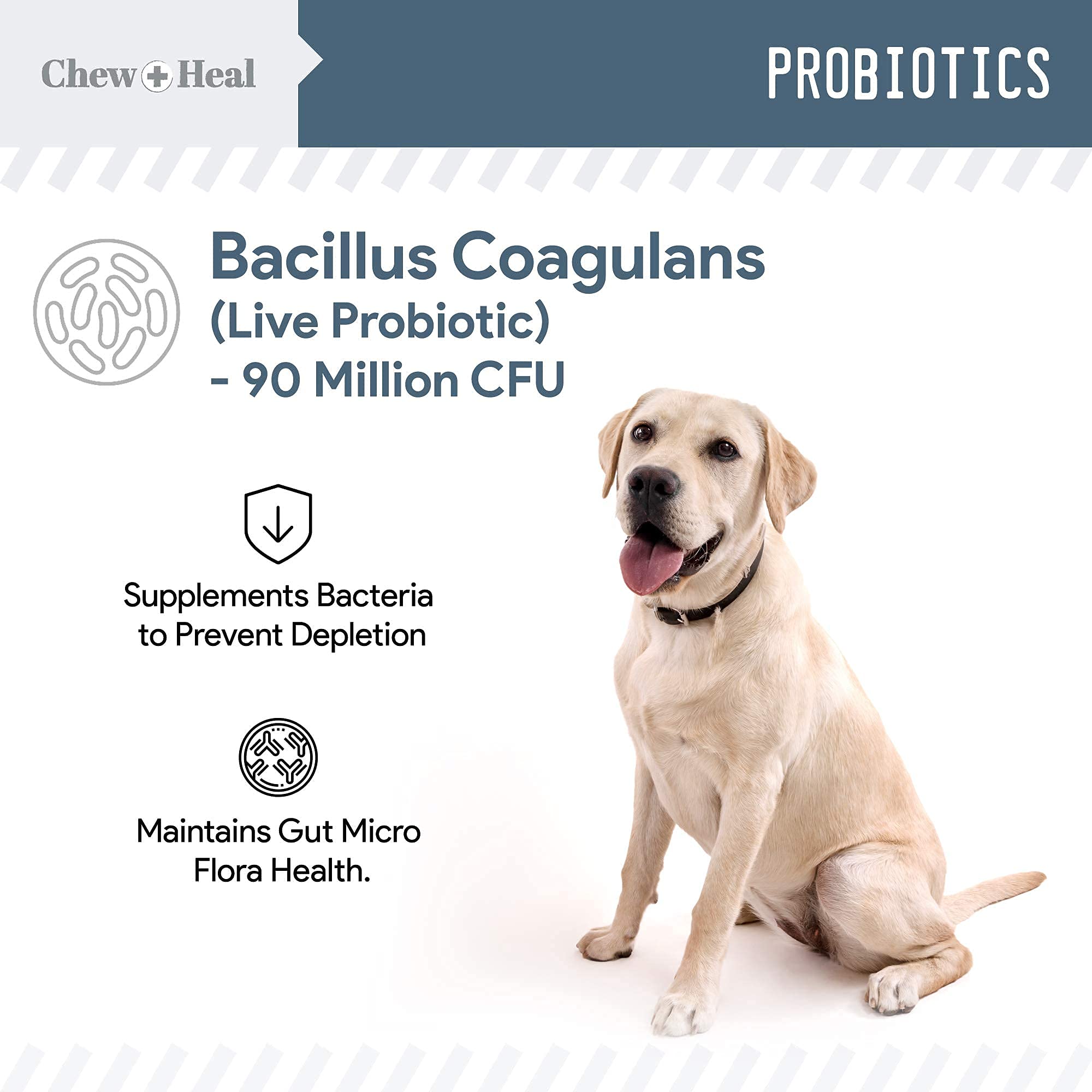 Digestive Enzymes and Probiotics and Cranberry UTI Support for Dogs - Supports Healthy Digestive Tract, Helps Nutrient Absorption - Healthy Urinary Tract and Bladder Function - 120 Soft Chews Each
