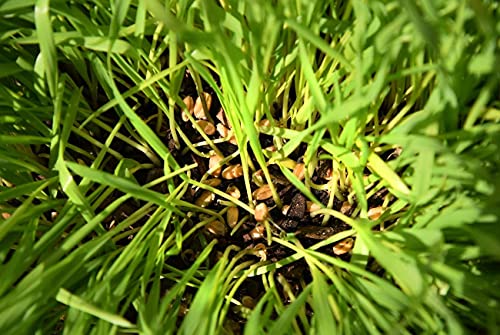 Cat Grass Seeds by Perfect Plants - 1lb. Bag - Guaranteed to Grow Non-GMO Wheat Grass Seed