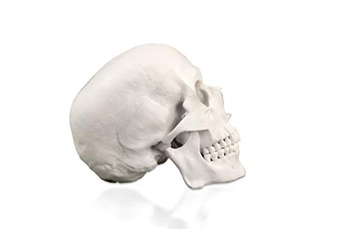 Vision Scientific VAL207-A Life-Size Human Skull – 3 Parts | Medical Grade, Features Joints, Sutures, Fissures, Joints, Foramina and Processes | Removable Skull Cap, Full Dentition | W Manual