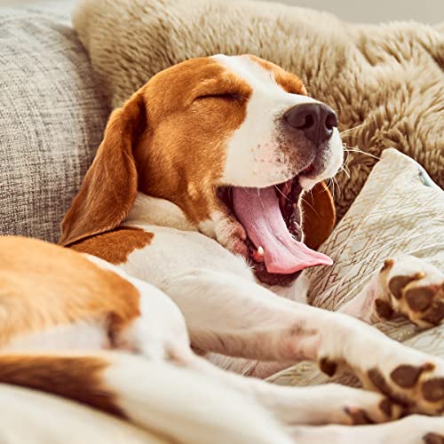 PETMAKER Furniture Protector Pet Cover for Dogs and Cats with Shredded Memory Foam filled 3-Sided Bolster Soft Plush Fabric – 35” x 35” Beige, Large
