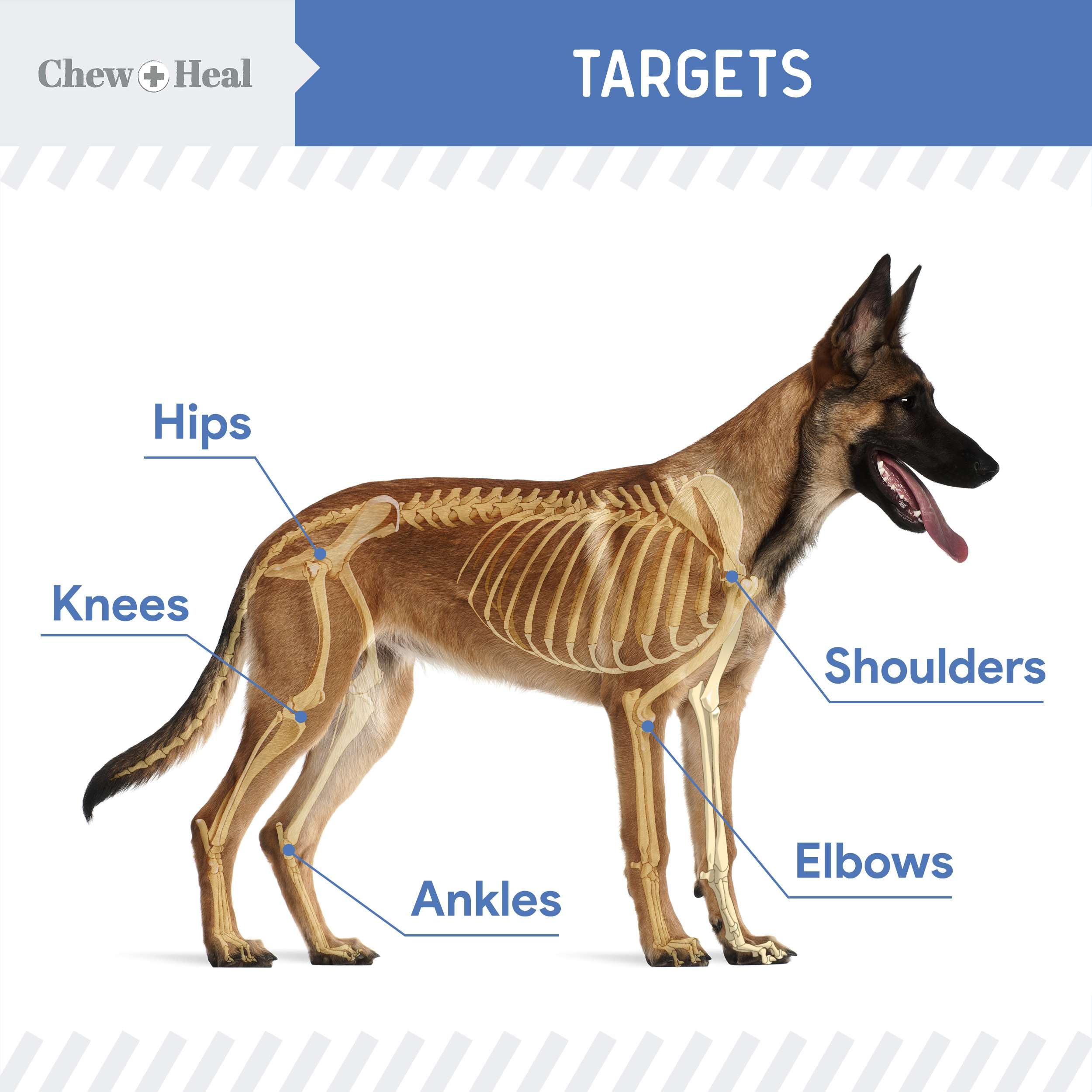 Chew + Heal Labs Liquid Glucosamine for Dogs Hip and Joint Supplement - 16 oz Bacon Flavored Advanced Mobility Support - Made with Glucosamine, Chondroitin, MSM, Turmeric, and Green Lipped Mussel