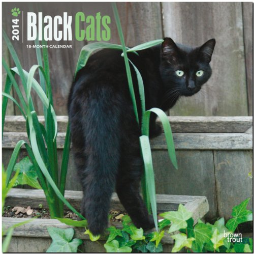 Black Cats 2014 Calendar 18-Month