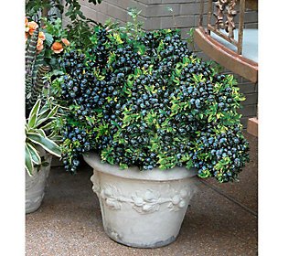 Blueberry Plants "Top Hat" Includes (4) Four Plants