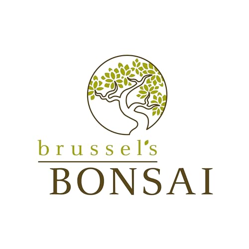Brussel's Live Hawaiian Umbrella Indoor Bonsai Tree in Water Pot - 5 Years Old; 8" to 12" Tall