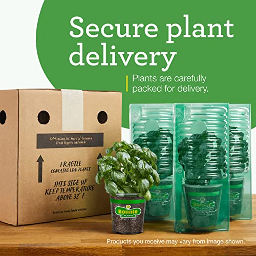 Bonnie Plants Peppermint Live Edible Aromatic Herb Plant - 4 Pack, Pet Friendly, Low Light, Part Shade
