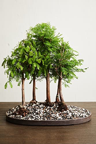 Bonsai All-Purpose Fertilizer by The Bonsai Supply β 2Lbs| Quick Results | Micro Nutrients for Vital Bonsai Health