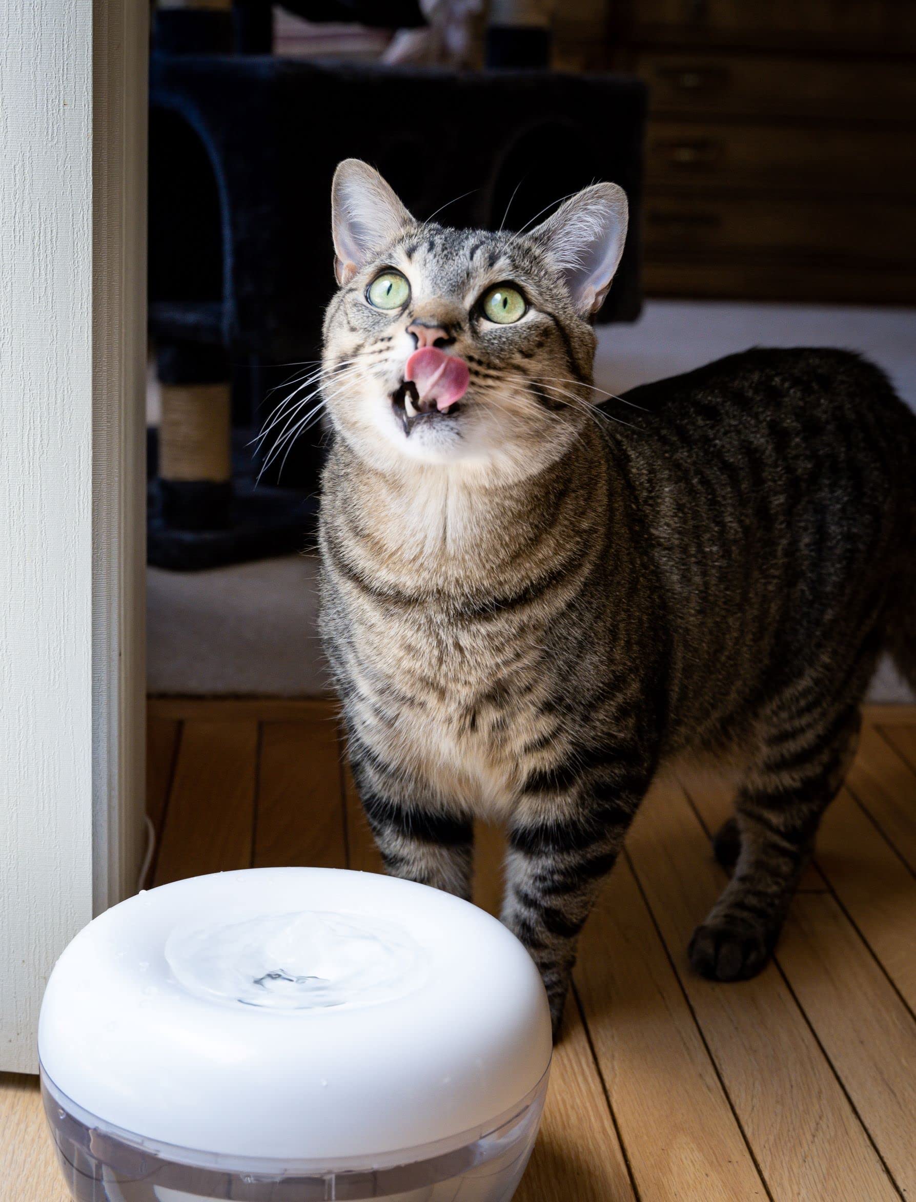 Purrfect Water Fountain Filter Set: 5-Layer Filter and Sponge Filter