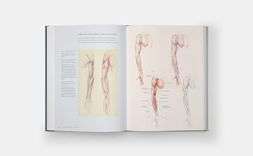 Dynamic Human Anatomy: An Artist's Guide to Structure, Gesture, and the Figure in Motion