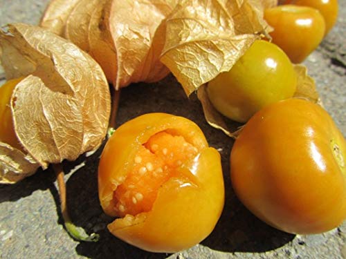 Cape Gooseberry Ground Cherry Seeds - Hundreds of Fruit on Each Plant. (100 - Seeds)