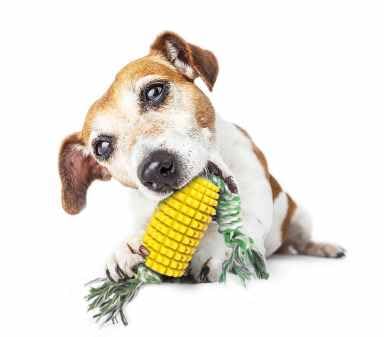 Corn Shape Puppy Chew Toy Pet Dog Molar Toy for Dog Chew Interactive Toys Toothbrush Chew Rope Agressive Chewers, Any Size Any Breed