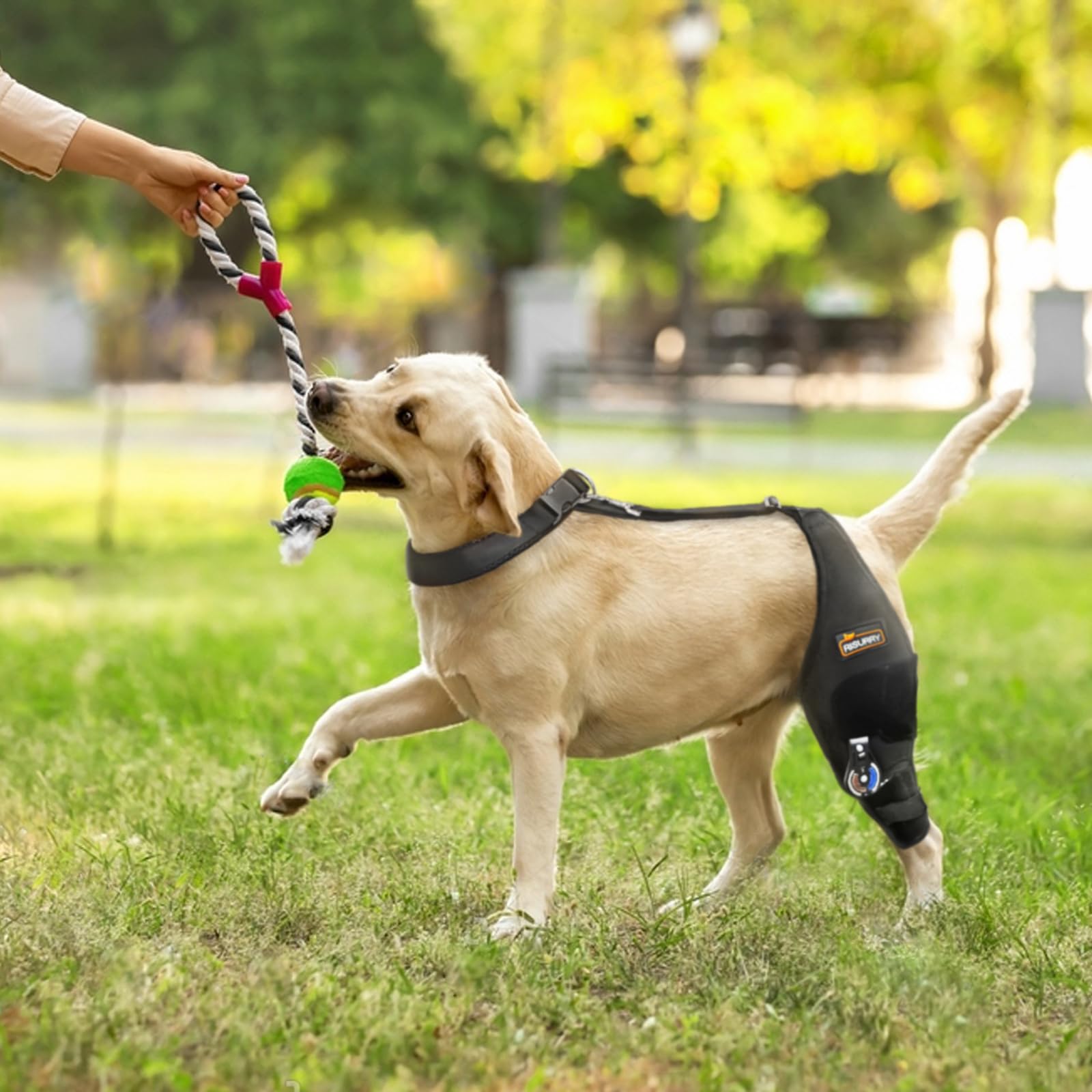 CHAMIN/RISURRY Adjustable Dog Knee Brace with Extra Collar, Support for Torn Acl Hind Leg, Tear Ligament, Osteoarthritis,Rear Leg Limp, Recovery After Surgery,et(Left Leg,L)