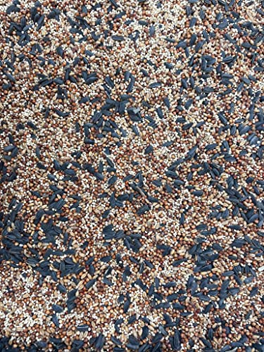 English Creek Supply Corn Free Special Mix Wild Bird Seed (40 Lb Bag)