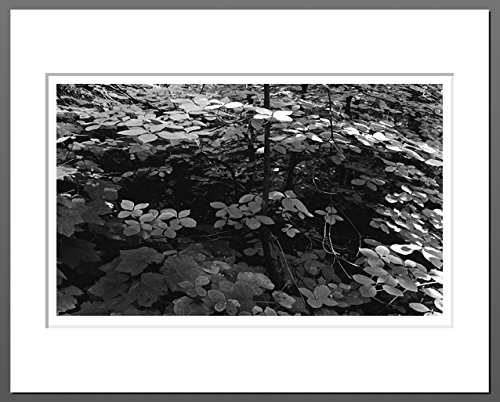 Dogwood Glen, Giant Forest (#1)