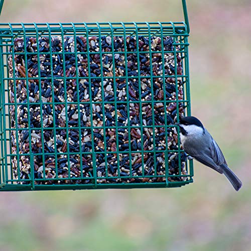 C&S Wild Bird Songbird Snak, 2lbs (Pack of 6)