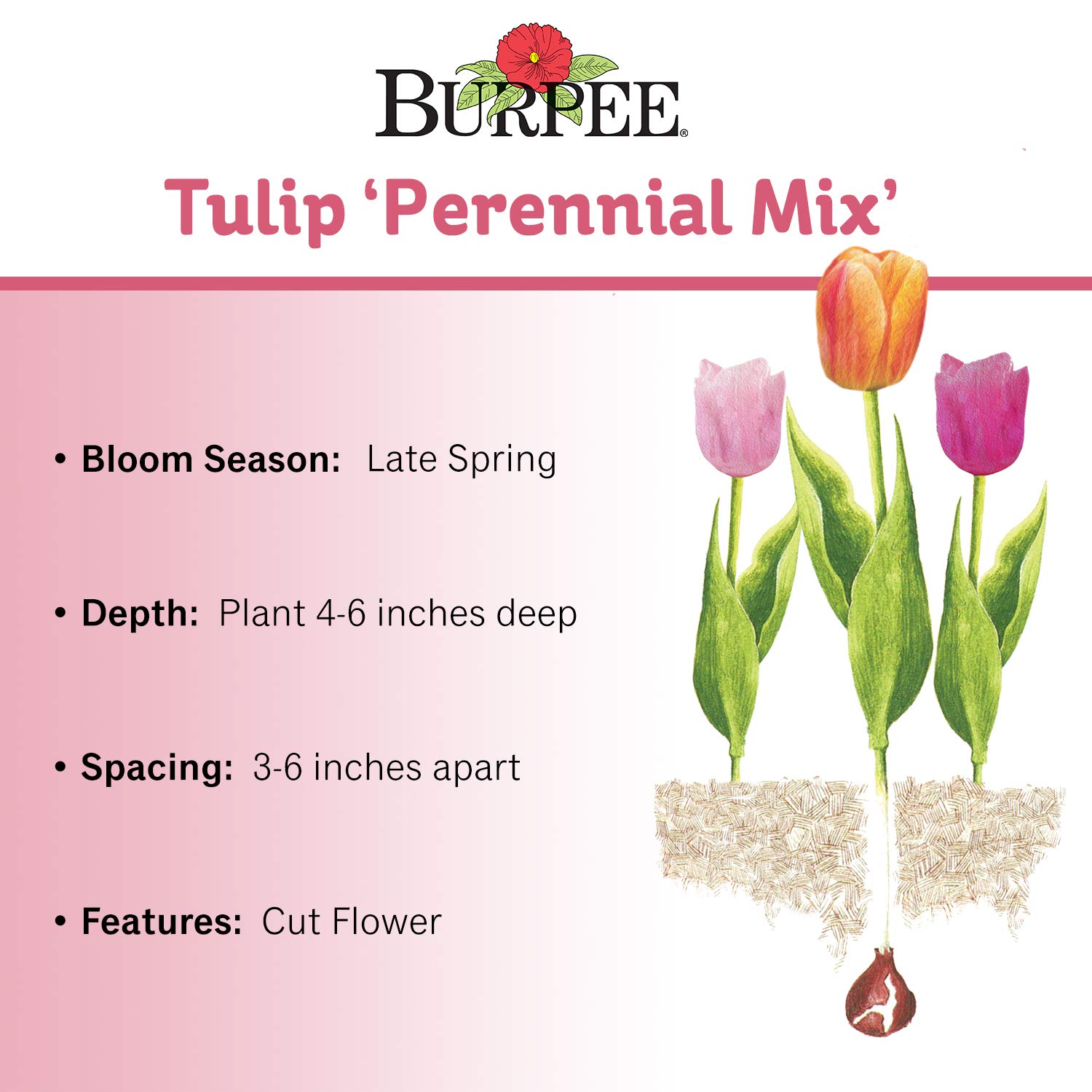 Burpee Perennial Tulip Mix | 20 Large Flowering Fall Bulbs for Planting, Multiple Colors