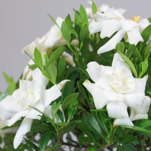 Brussel's Live Gardenia Outdoor Bonsai Tree (2 Pack) - 8 Years Old; 8" to 12" Tall with Decorative Container