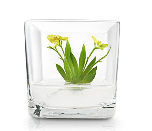 BLOOMIFY Miniature Orchid Terrarium, Open Pot Design, Maintenance Free, 3" Glass Votive