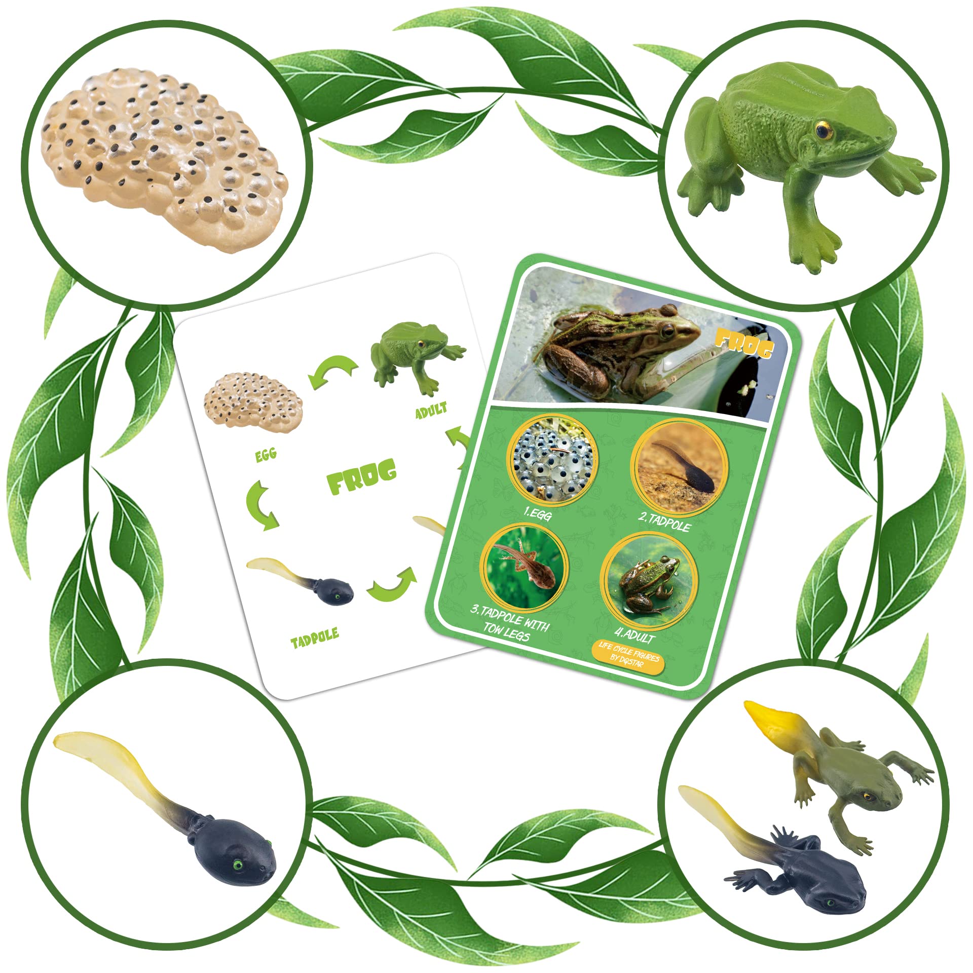 Life Cycle Figures of Frog, Chicken, Sea Turtle, Butterfly, Wasp, Locust, Science Toys kit, Animal Figures for Kids Age 3-12