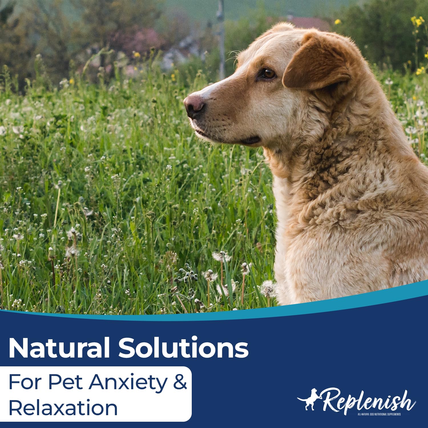 Replenish Hemp Calming Chews for Dogs and Cats - Dr. Rachel's Dog Calming Treats, Soothing Botanicals, Grain-Free, Anxiety Relief, Stress Support - 60 Count