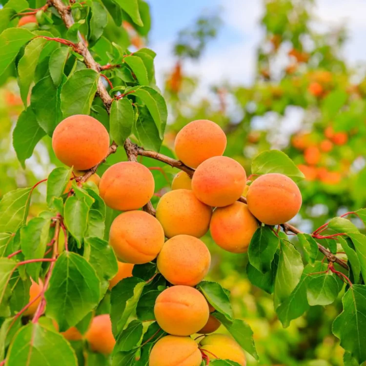 Apricot Tree Live Plant, 2-3 Feet Bare Root Live Plant for Planting, Dormant in Winter and Early Spring
