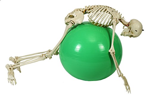Rudiger Anatomie Physiological Skeleton with Flexible Spine, Spinal Cord, Vertebral Arteries, Mounted Herniated Disc and Sectioned Sacrum, Includes Display Stand with Casters, Dust Cover, and Warranty