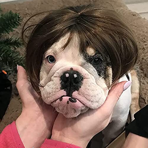 DooMase Funny Pet Clothing Pet Wig Pet Halloween Special Events Costume for Dog & Cat (Flaxen Wig, One Size)