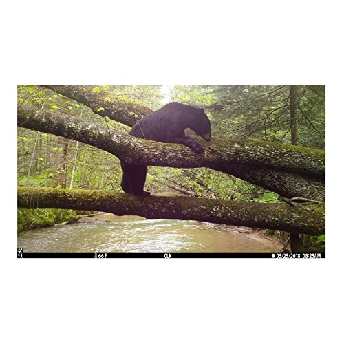 Browning Trail Cameras Strike Force Pro X 20MP Game Camera (10-Pack) Bundle with 32GB Memory Cards (20-Pack) and Card Reader (31 Items)