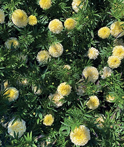 Burpee Snowball Marigold Seeds 50 seeds