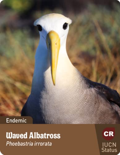 Galapagos Memory Game Land Animals Edition