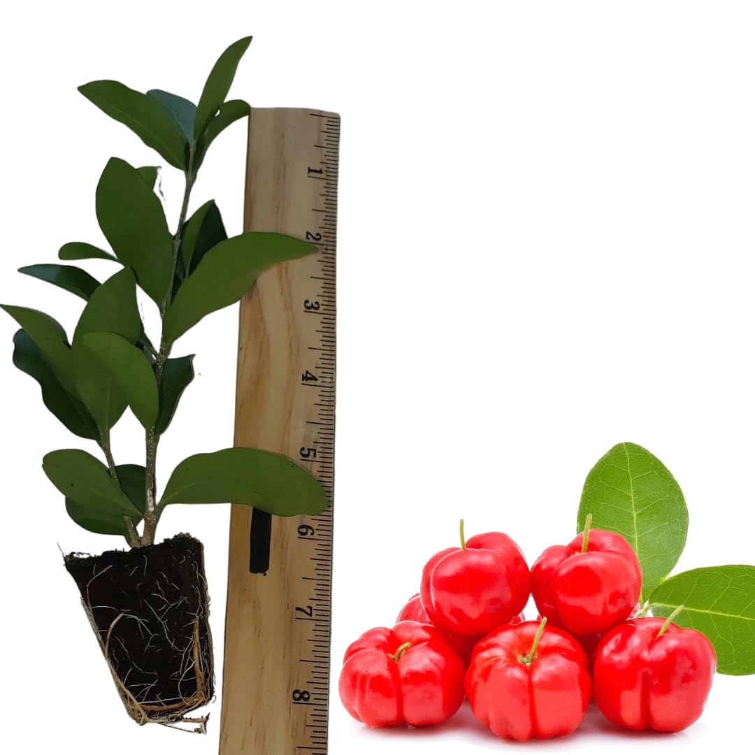 Barbados Cherry Tree Live Plant, 1 Plant 5-7 Inches Tall