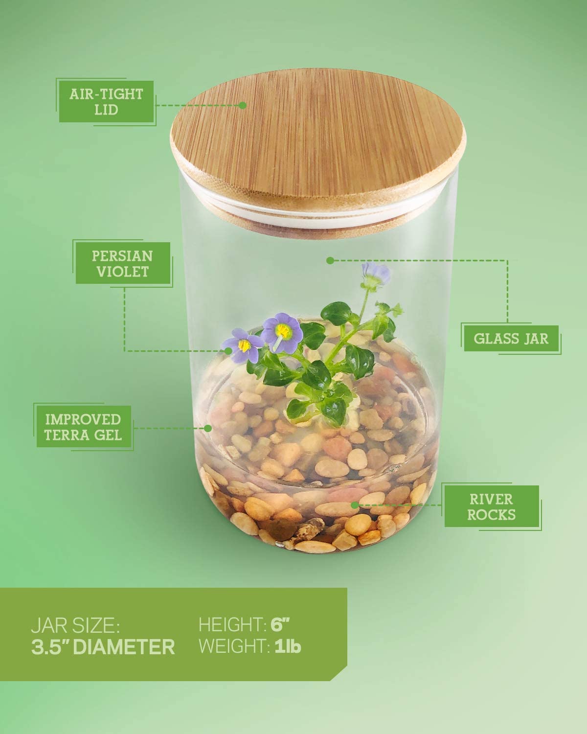 Bloomify Persian Violet (Exacum Affine) - Live Flower Terrarium in Self Sustaining Glass Jar, Maintenance Free and Blooms All-Season, Great Unique Gift and Home Decor, 100% Growth Guarantee