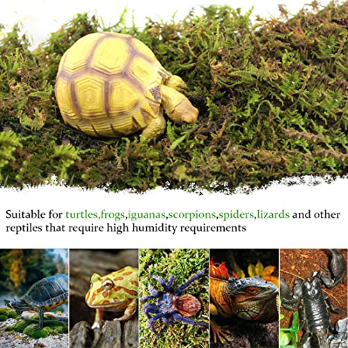 Hamiledyi Reptile Forest Moss,Premium Sphagnum Moss Reptile Terrarium Substrate Moss Bedding for Bearded Dragon Lizard Chamelon Gecko Iguana Snake Tarantula(100g/3.5 Oz)