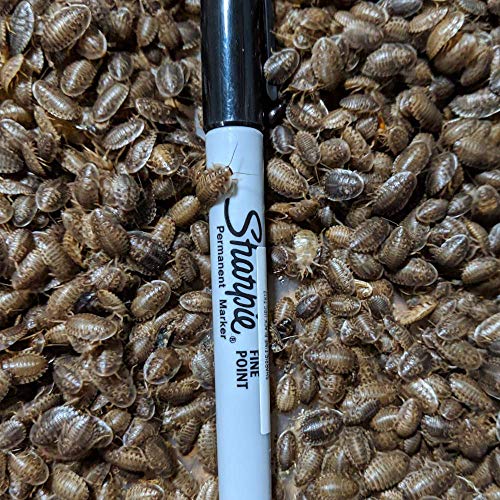 DBDPet Premium Live Dubia Roaches 255ct Small (0.25-0.375") - Bearded Dragon, Leopard Gecko, Phelsuma, Chameleon, and Other Small Reptile Food - Includes a Caresheet