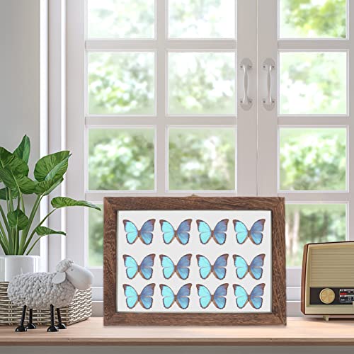 Cabilock Insect Display Case Wooden Bug Collection Box with Clear EVA Top Insect Shadow Box Insect Specimen Storage Box for Home