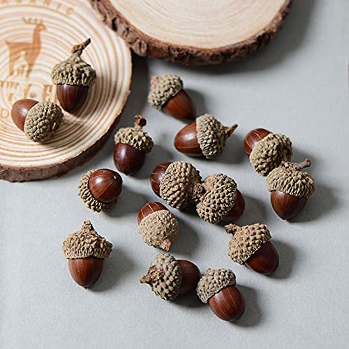 DYNWAVE 200Pcs Natural Acorns Caps Decorative for Craft Vase Fillers Home Garland Autumn Embellishments Ornaments