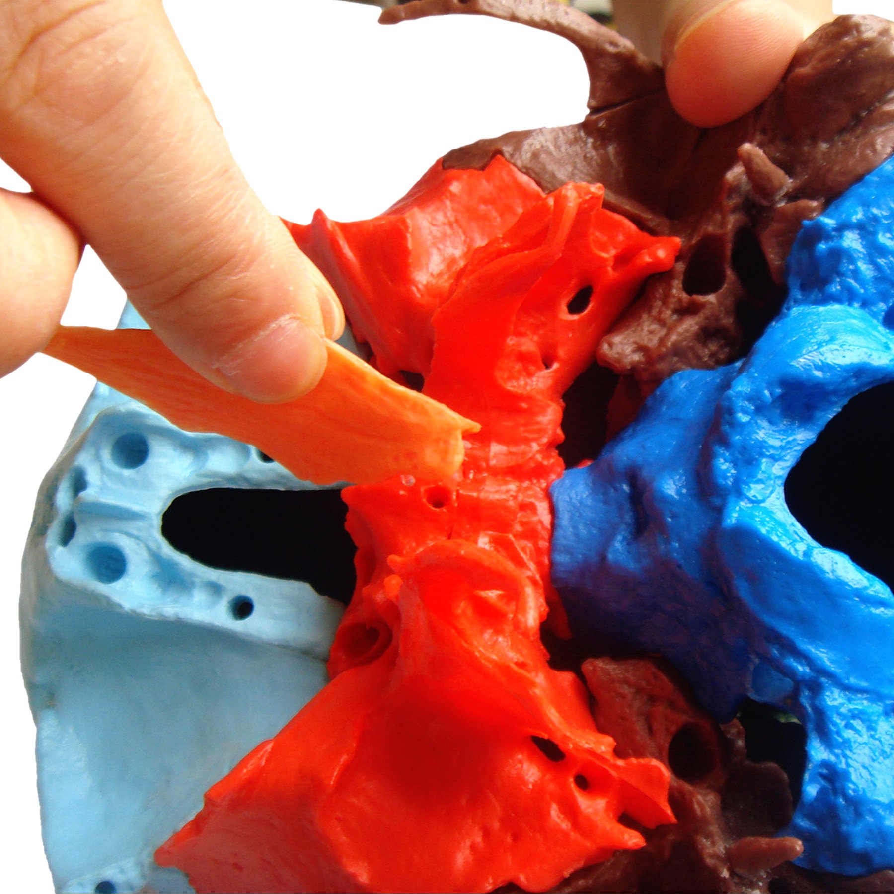 Human Medical Anatomical Adult Osteopathic Skull Model, 22-Part Didactic Colored