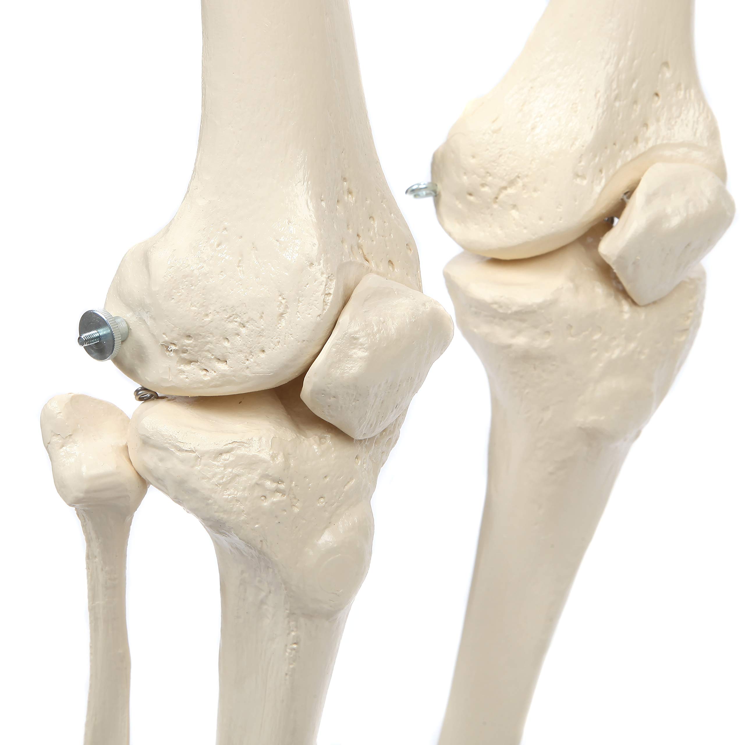 Rudiger Anatomie Physiological Skeleton with Flexible Spine, Spinal Cord, Vertebral Arteries, Mounted Herniated Disc and Sectioned Sacrum, Includes Display Stand with Casters, Dust Cover, and Warranty