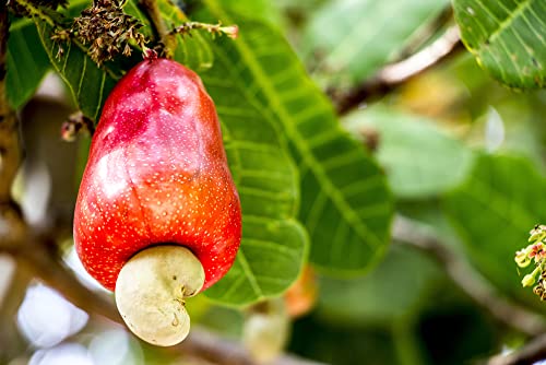 Cashew Tree Seeds for Planting (6 Seeds) - Anacardium occidentale