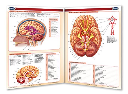 Permacharts Brain - Human Brain Chart- 8.5" x 11" Laminated Medical Quick Reference Guide