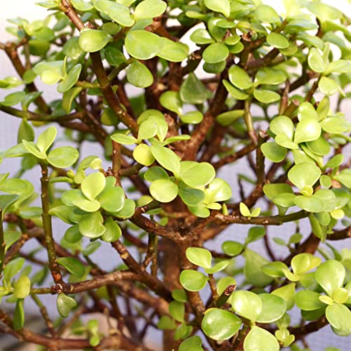 Brussel's Bonsai Live Dwarf Jade Bonsai Tree, Indoor - Medium, 4 Years Old, 8 to 12 Inches Tall - Jade Tree in Grower Bonsai Pot
