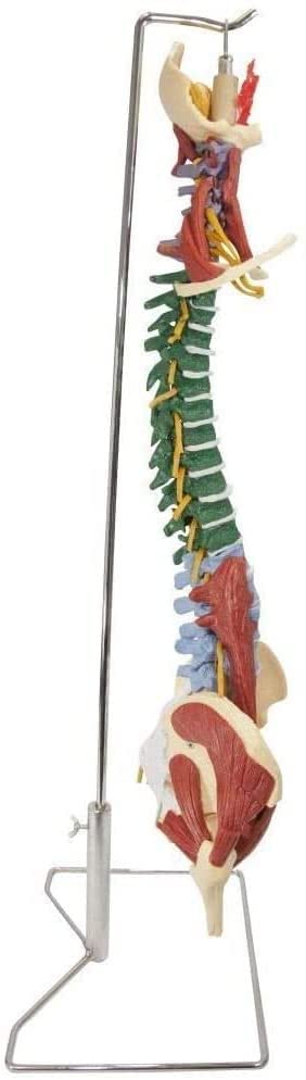 LHMYHHH Life Size Vertebral Column Model 85CM Anatomy Muscle Spine with Stand, with Spinal Nerves, Skull Base, and Pelvis for Teaching Tools