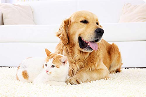 cat Fur Supplement - Pets Healthy Hair and Coat - Boost Immune System - Nail Health - Premium Complex - cat Skin and Itch Relief - 60 Treats (1 Bottle)