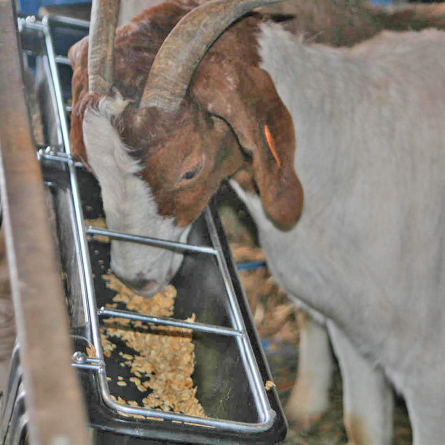 Little Giant HF9BLACK Hook Over Goat Trough Heavy Duty Galvanized Steel 9 Quart Feeder, Black (2 Pack)
